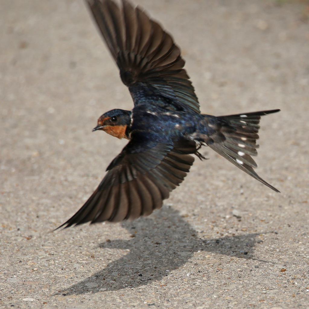 Barn Swallow from Uptown, Chicago, IL, USA on August 9, 2023 at 09:27 ...