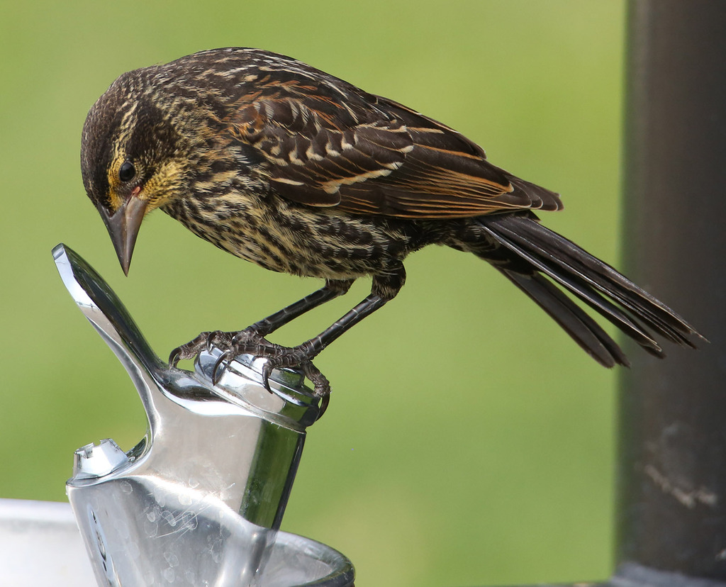Red-winged Blackbird from Uptown, Chicago, IL, USA on August 9, 2023 at ...