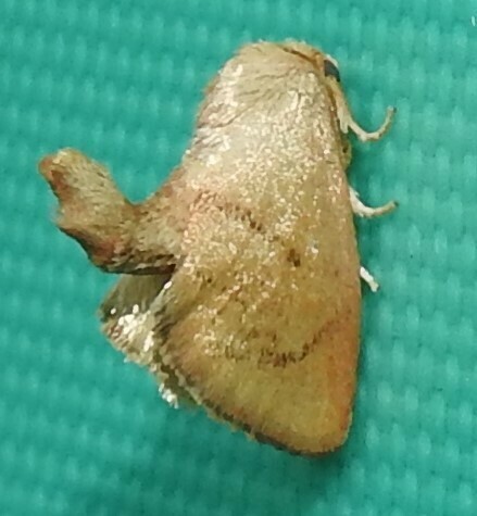 Abbreviated and Red-crossed Button Slug Moths from East Sandwich ...