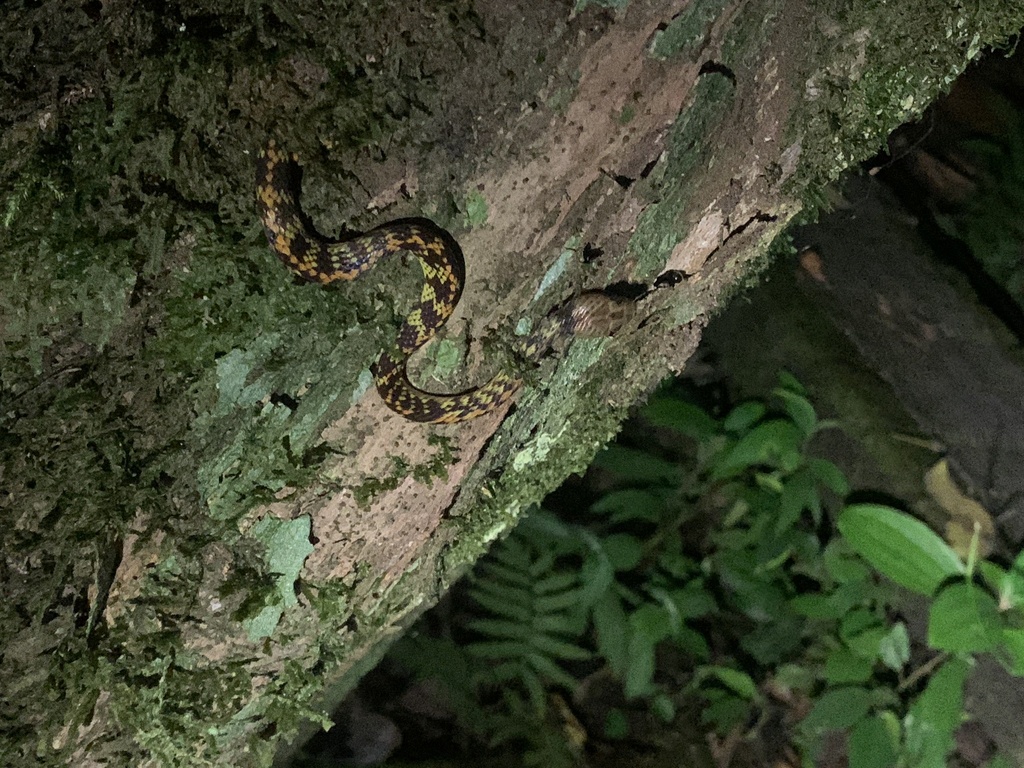 Panama Spotted Night Snake from Orellana, Orellana, EC on August 8 ...