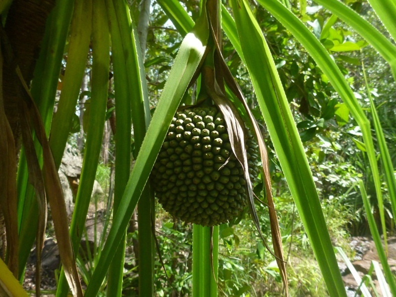 Water Pandan (Pandanus aquaticus) - Botanical Realm