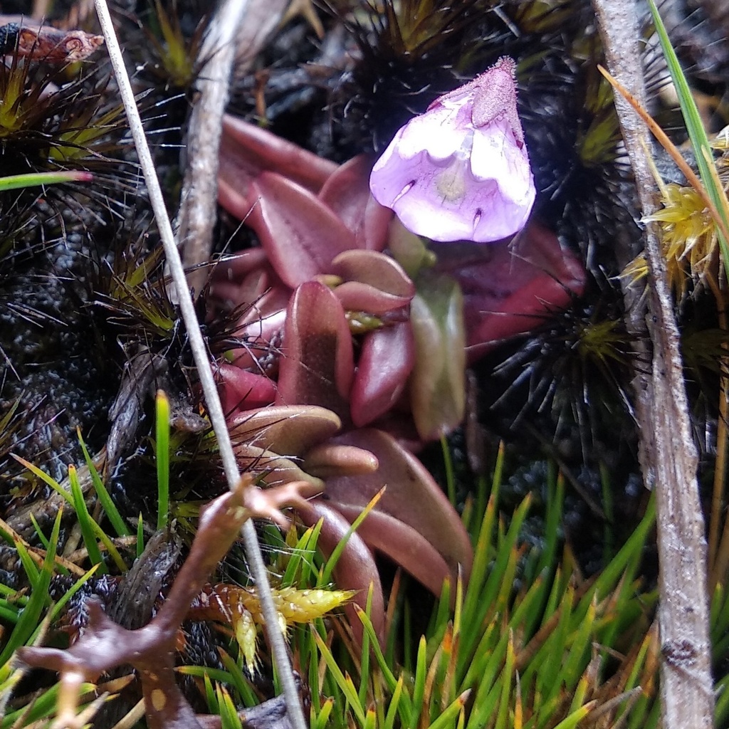 (Pinguicula calyptrata) - Botanical Realm