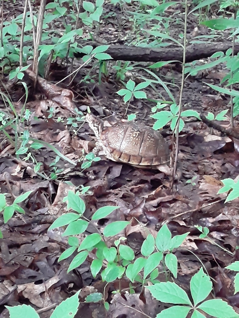 Three-toed Box Turtle in June 2021 by August M · iNaturalist