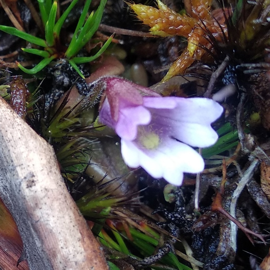(Pinguicula calyptrata) - Botanical Realm