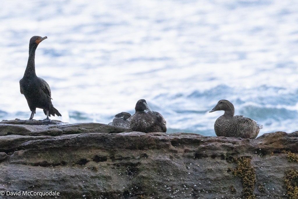 Common Eider from Victoria County, NS, Canada on July 31, 2023 at 07:04 ...