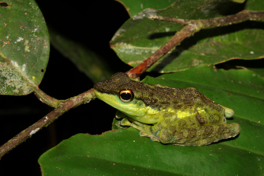 Mindanao Splash Frog from Bayang, Lanao del Sur, Philippines on July 29 ...