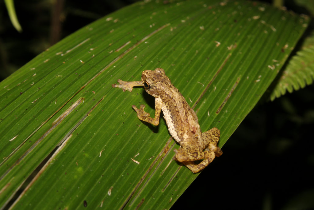 Southeast Asian Toadlet from Kapai, Lanao del Sur, Philippines on July ...