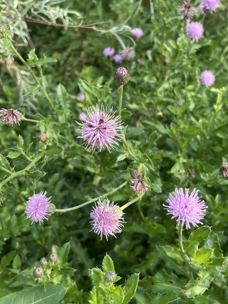 creeping thistle from Highway 97, Okanagan-Similkameen, BC, CA on ...