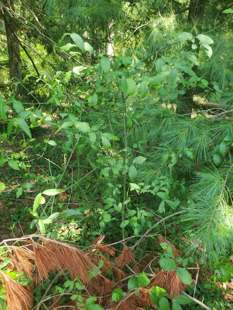 strawberry bush from Newark, DE, USA on August 9, 2023 at 02:00 PM by ...