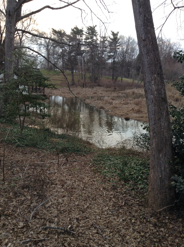 Muskrat from 1–299 Reynolda Vlg, Winston-Salem, NC, US on March 1, 2016 ...
