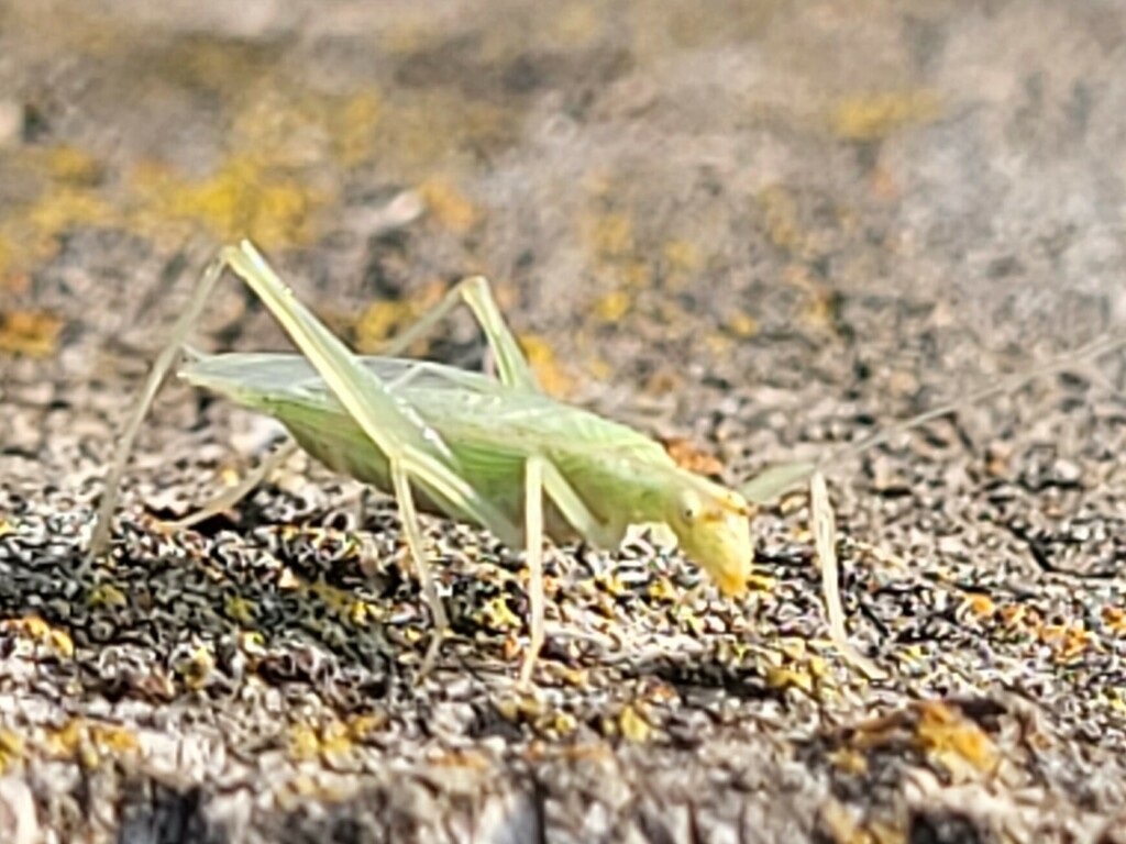Common Tree Crickets from Chippewa County, MN, USA on August 9, 2023 at ...