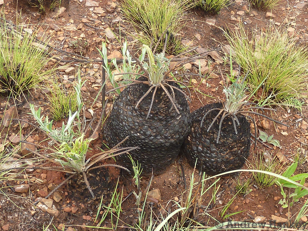 Dwarf Cycad (Encephalartos humilis) - Botanical Realm