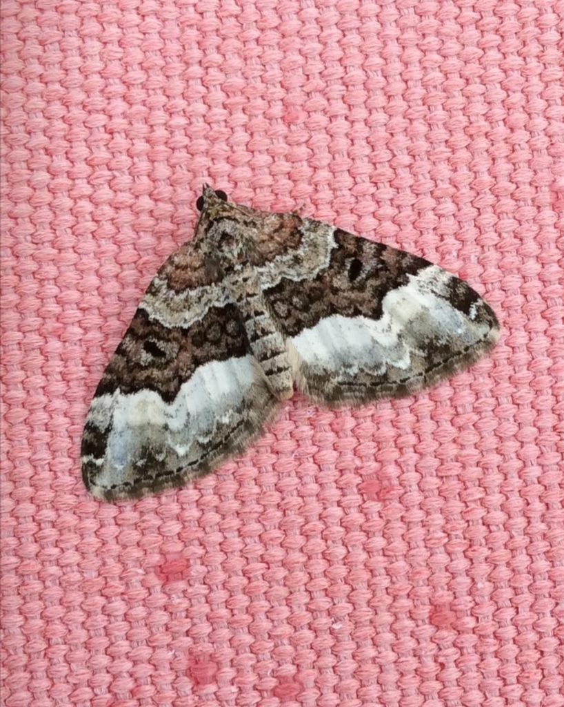 American Sharp-angled Carpet from Saint-Jean-Baptiste, Mont-Joli, QC ...