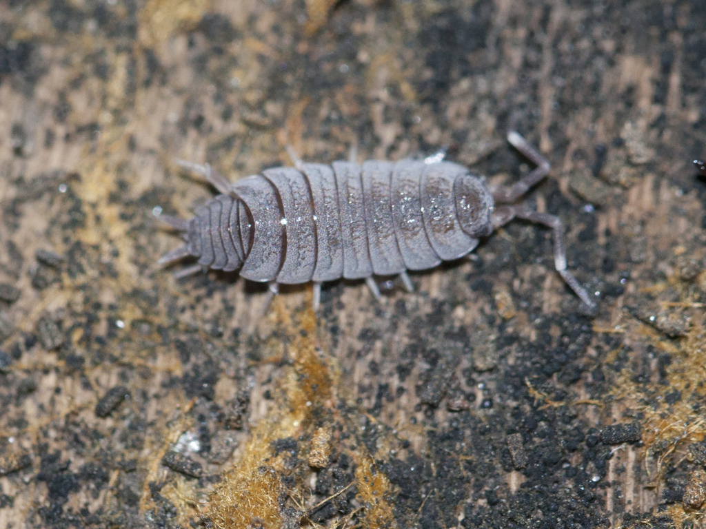 Powder Blue Isopod in August 2023 by Attila Lengyel · iNaturalist