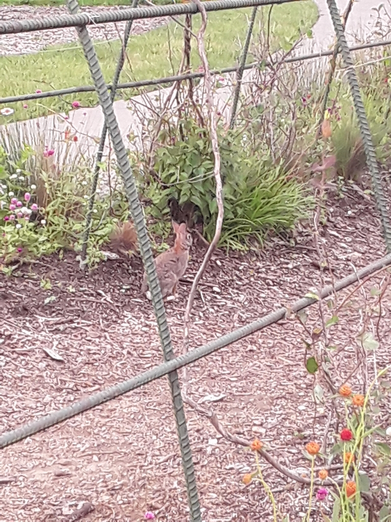 Eastern Cottontail from Overland Park Arboretum & Botanical Gardens on ...