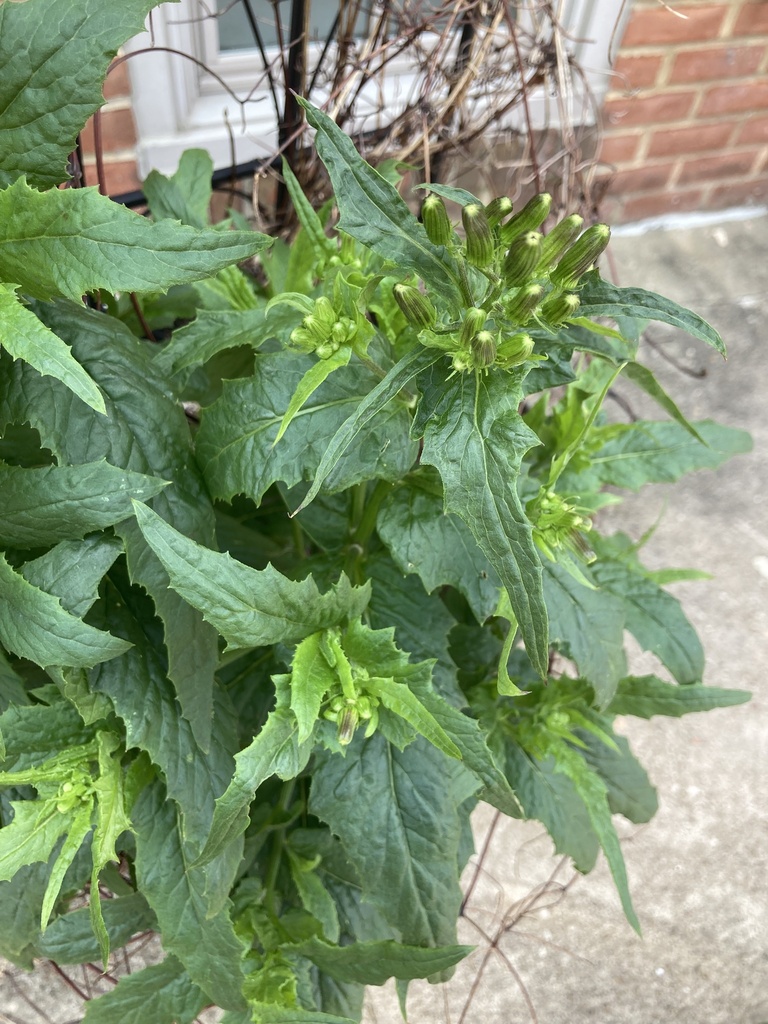 American burnweed from Foster Ave, Baltimore, MD, US on August 9, 2023 ...