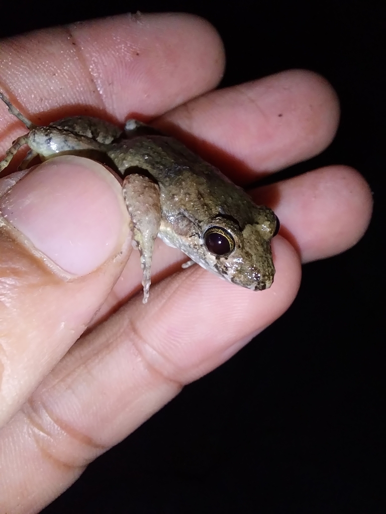 Trinidad Ditch Frog from Chatham, Trinidad and Tobago on August 8, 2023 ...