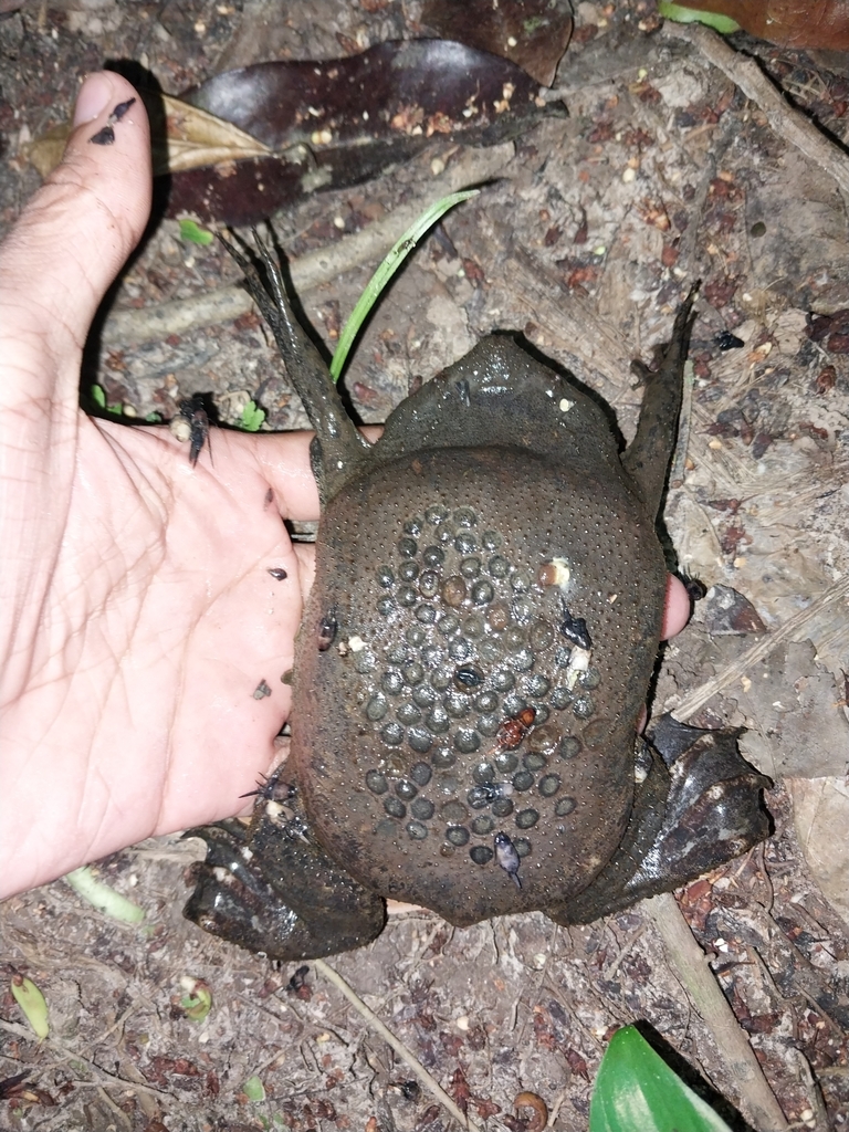 Suriname Toad in August 2023 by Saifudeen Muhammad · iNaturalist