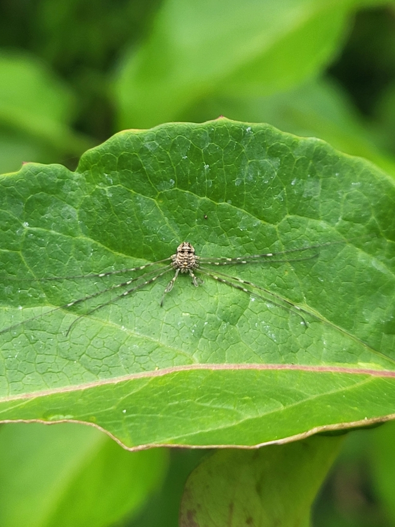 Fork-palped Harvestman from Montmain, France on August 9, 2023 at 03:49 ...