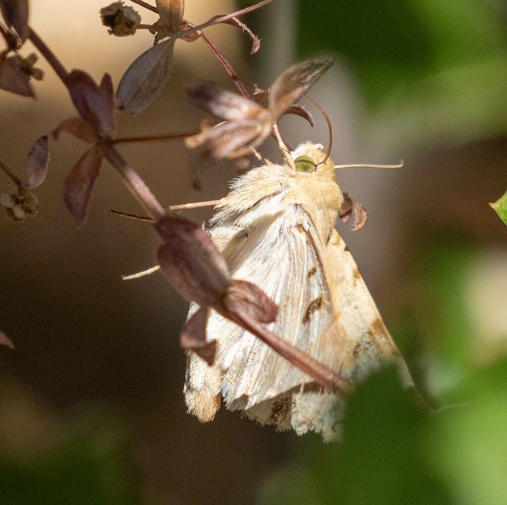 Darker-spotted Straw Moth from Mount Diablo State Park, Contra Costa ...