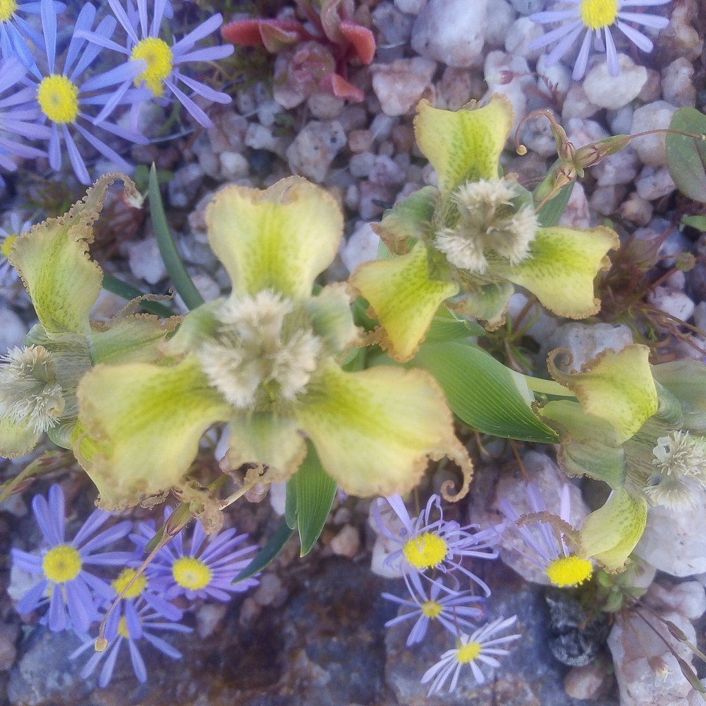 Starfish lily in August 2023 by sicelo. All-focus · iNaturalist