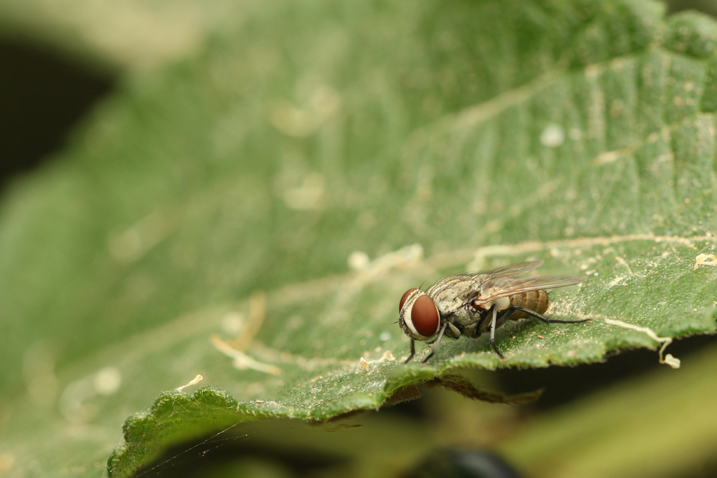 Calyptrate Flies from Rokach St, Ramat Gan, Israel on June 9, 2023 at ...