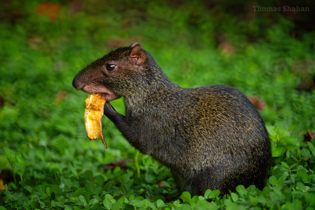 Agoutis and Acouchis (Dasyproctidae) - Know Your Mammals