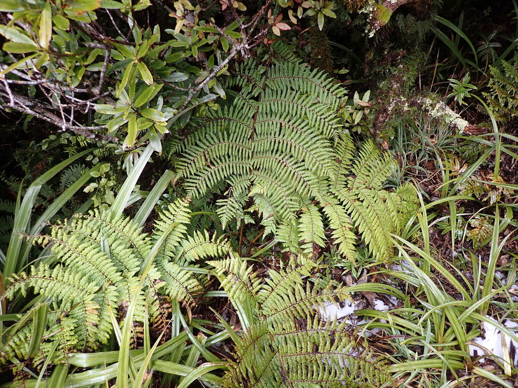 Mountain Tree Fern from New Plymouth District, Taranaki, New Zealand on ...