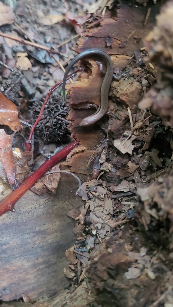 Little Brown Skink from Bona Dea Trails on August 9, 2023 at 02:46 PM ...