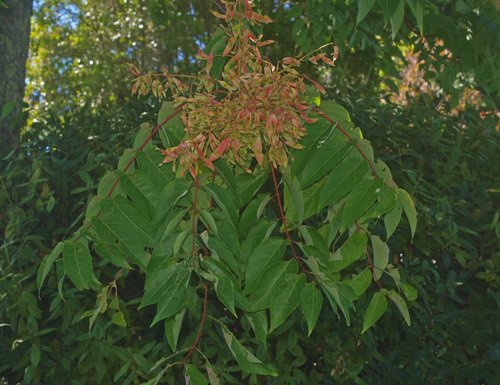 Tree of heaven (Invasive Plants of Houston (WiP)) · iNaturalist