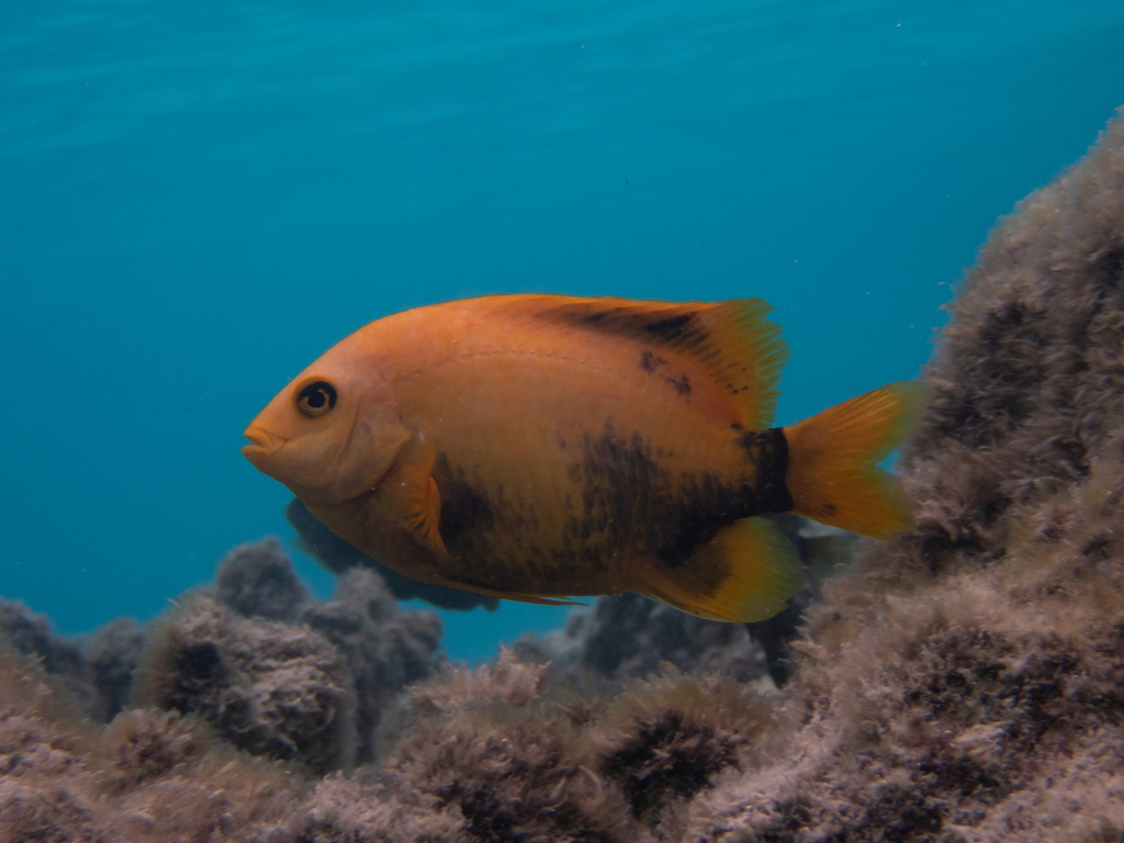 Pacific Gregory from Cook Islands on February 26, 2020 at 04:10 PM by ...