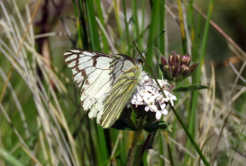 Phulia distincta · iNaturalist