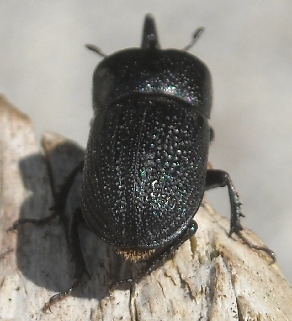 Rugose Stag Beetle from N Fork Skykomish River (floodplain), Snohomish ...