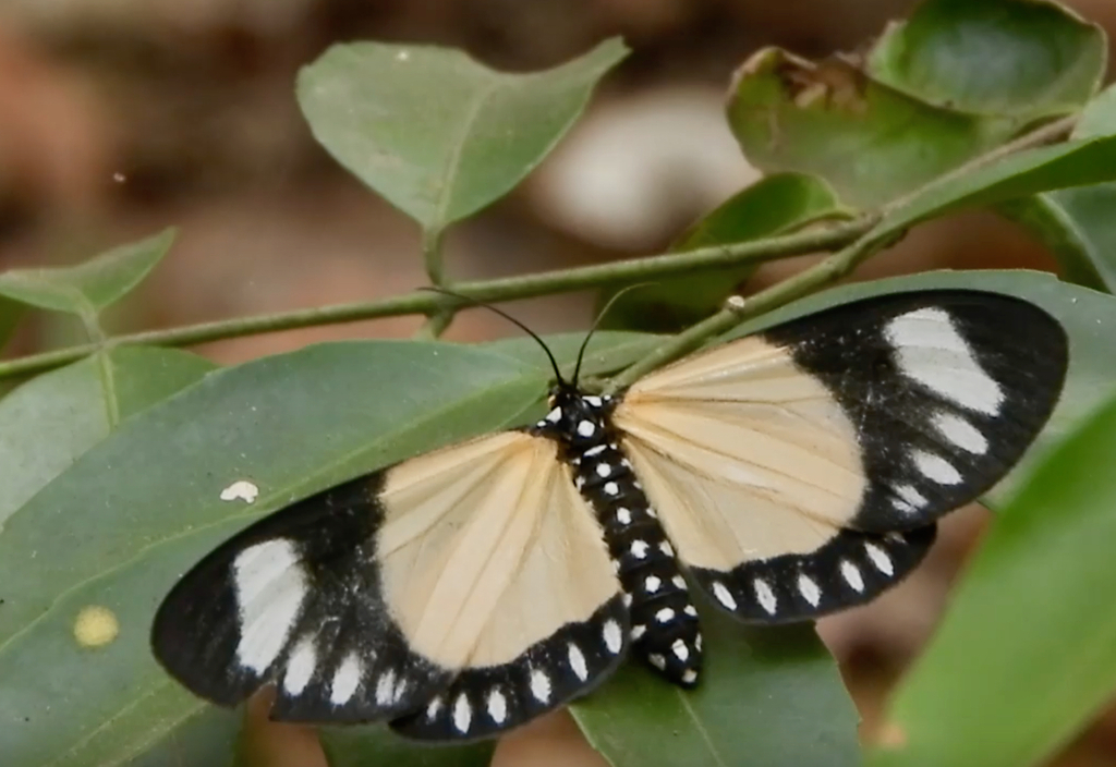 Monarch Looper from Phinda uMkhanyakude District Municipality, South ...