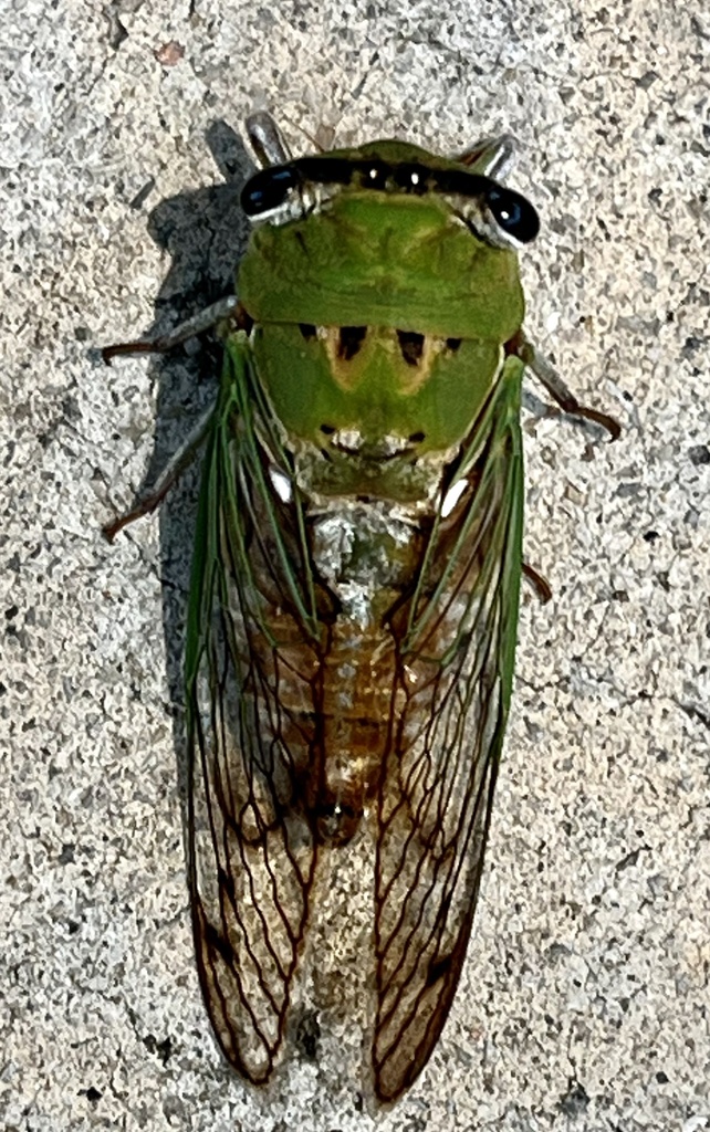 Superb Dog-day Cicada from Columbia Dr, Schertz, TX, US on August 8 ...