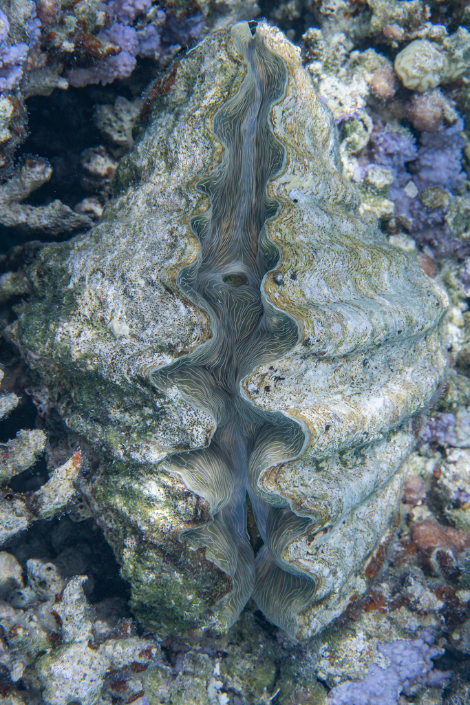 Bear Paw Clam in March 2023 by Kirby Morejohn. This species was ...