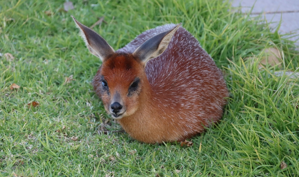Cape Grysbok from Grysbok Môresterfarm, Wynandsriver, Little Karoo on ...