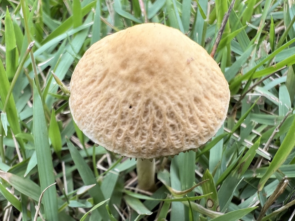 Agrocybe retigera from Wellbourne Dr NE, Atlanta, GA, US on August 9 ...