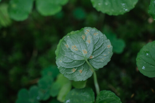Uredo alpestris · NaturaLista Colombia
