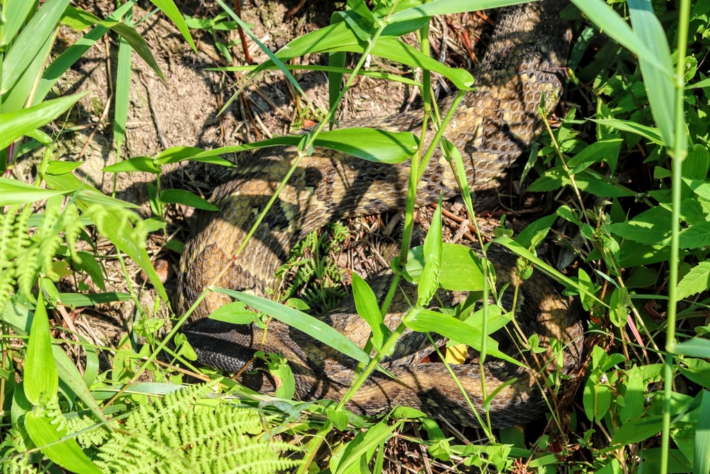 Timber Rattlesnake in August 2023 by Travis Suckow. 43" female. Fresh ...