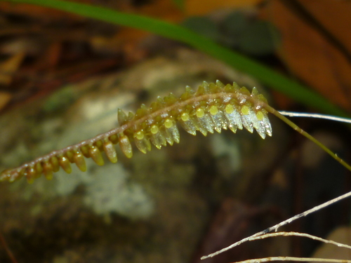Lepanthopsis floripecten · iNaturalist