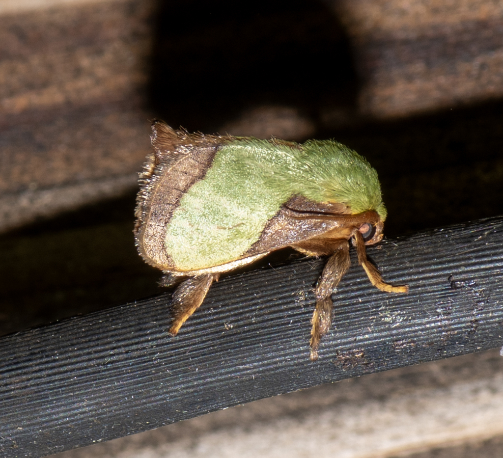 Stinging Rose Caterpillar Moth from Allen Acres, Vernon Parish, LA, USA ...