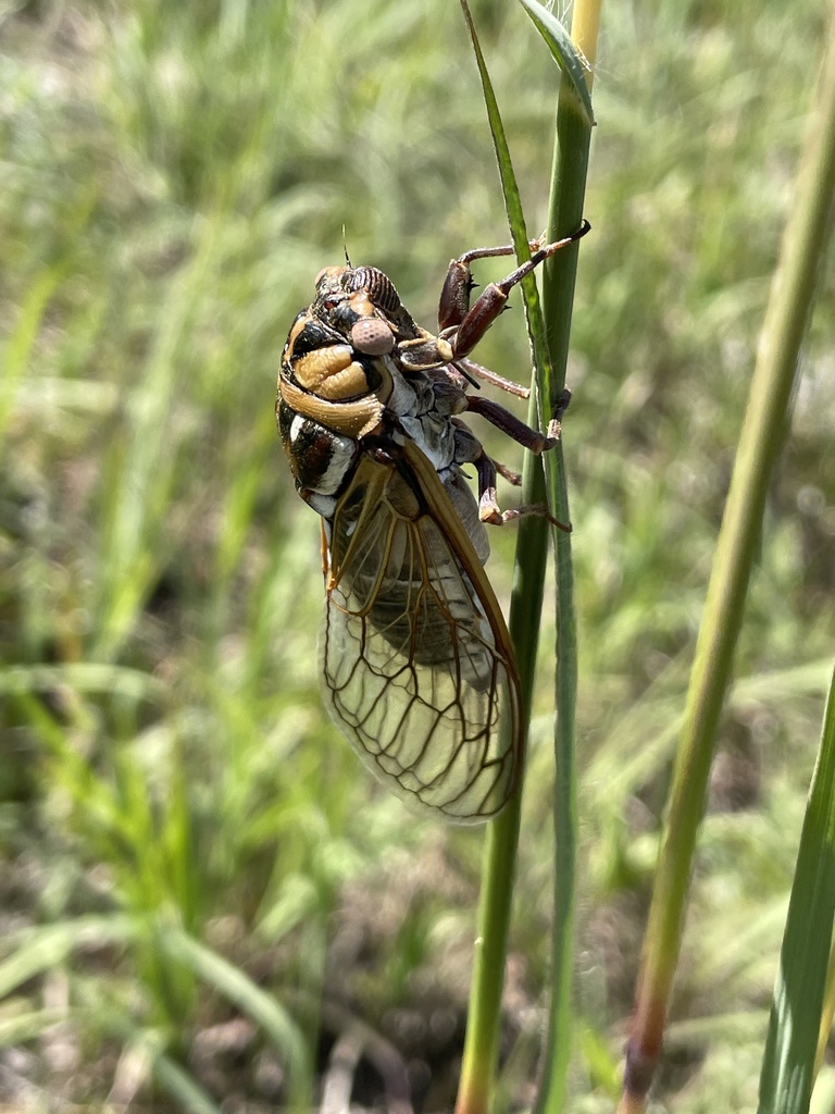 Great Cicadas from S Cherryvale Rd, Boulder, CO, US on August 9, 2023 ...