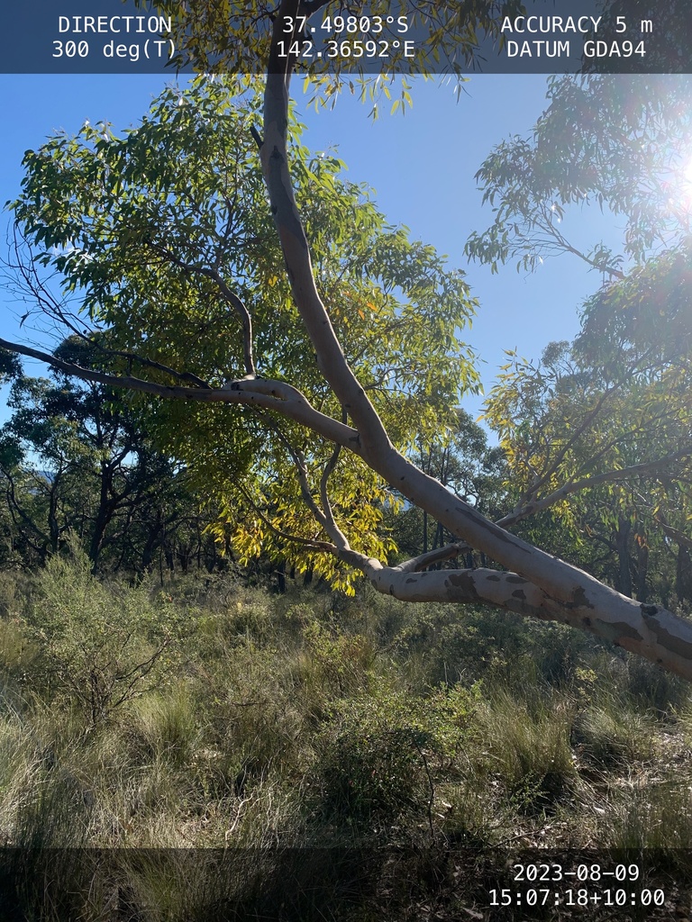 gum trees from Grampians National Park, Victoria Valley, VIC, AU on ...