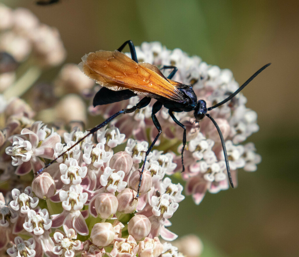 Thisbe's Tarantula-hawk Wasp from Mount Diablo State Park, Contra Costa ...
