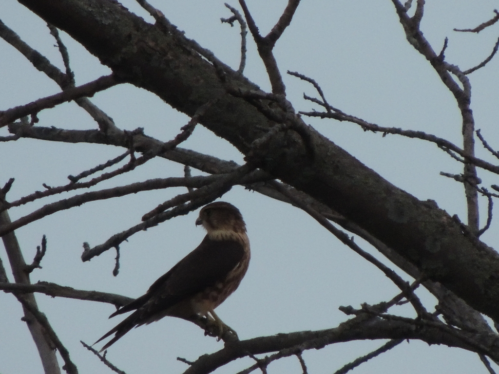 Merlin from Saltfleet Conservation Area, Hamilton, ON on August 8, 2023 ...