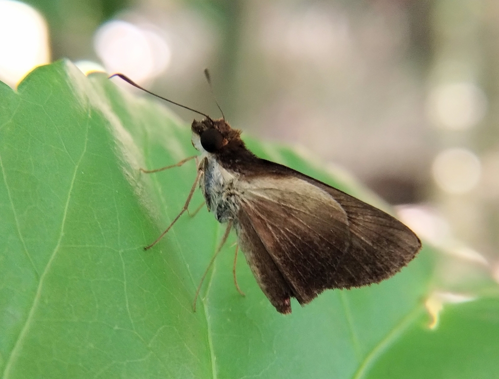 Vettius tertianus from 29935 Chis., México on August 9, 2023 at 12:49 ...