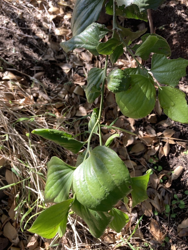 Broad Leaved Native Cherry from Mount Murchison, QLD, AU on August 10 ...