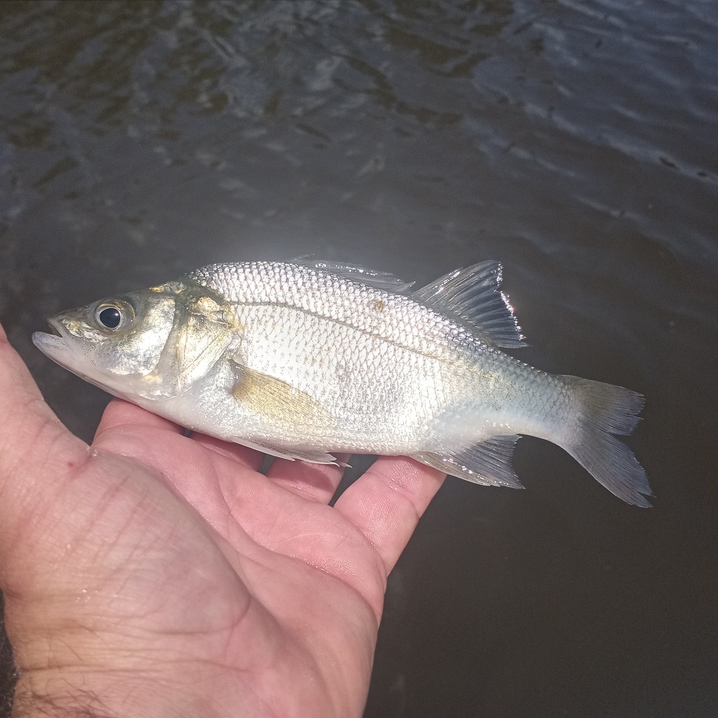 White Perch from Dorchester County, MD, USA on 09 August, 2023 at 01:43 ...