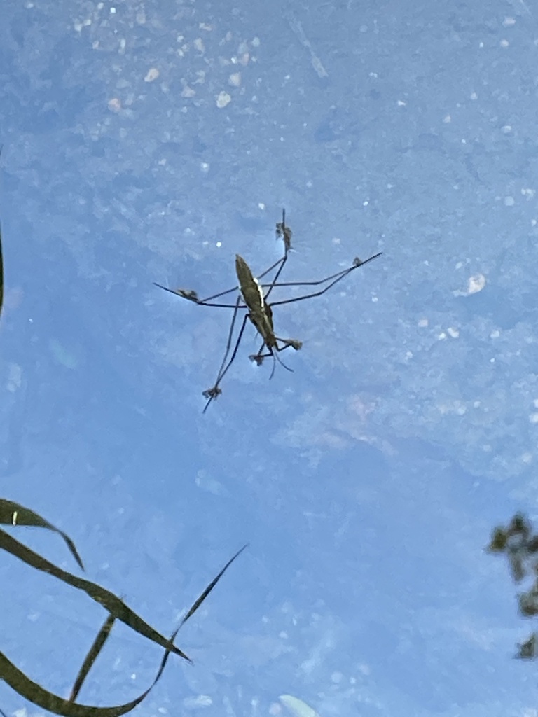 Common Water Strider from Long Spur M P, Littleton, CO, US on August 9 ...